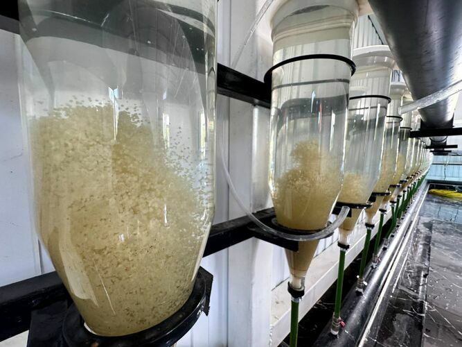 Hatchery producing 15 million carp, common carp fry annually opened in ...