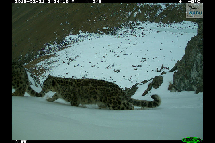 Camera traps capture snow leopards, other animals in Khan-Teniri park ...
